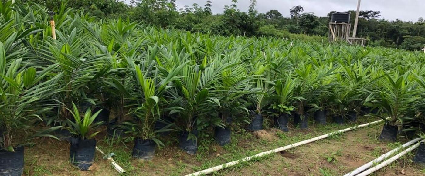 Liberia Agriculture Commercialization Fund (LACF) | Ministry of Agriculture